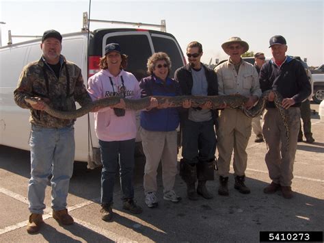 Pythons Genus Python