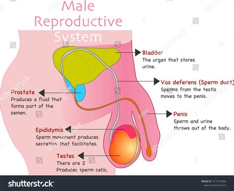 Vektor Stok Man Reproduction System Male Reproductive Organs Tanpa