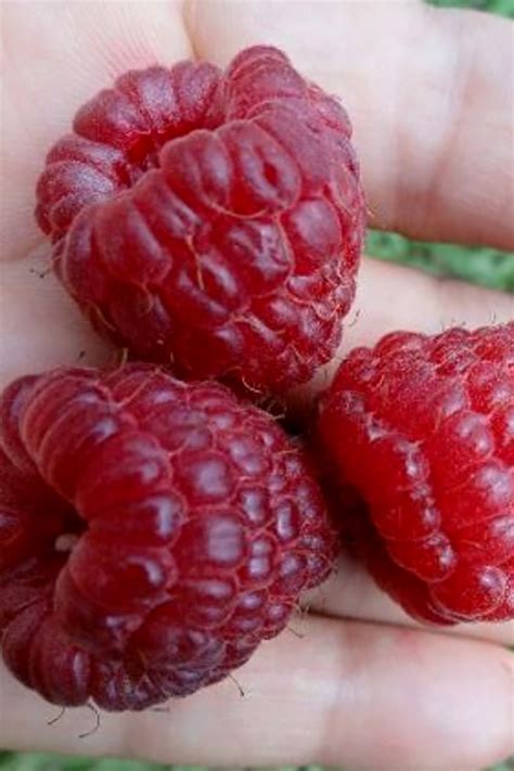 Buy Meeker Red Raspberry Bush Free Shipping Wilson Bros Gardens 1