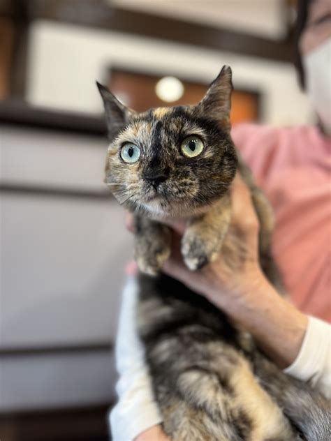 「さび猫 ミグ メス10ヶ月」茨城県 猫の里親募集487601 3枚目の画像 ペットのおうち【里親決定25万頭！】