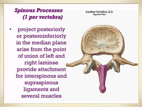 Ppt Understanding The Vertebral Column Anatomy Powerpoint