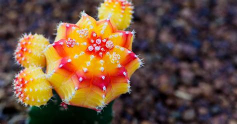 How To Care For A Grafted Cactus The Right Way