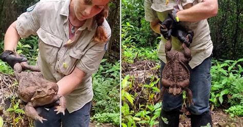 “toadzilla” El Hallazgo En Australia Infobae Stories