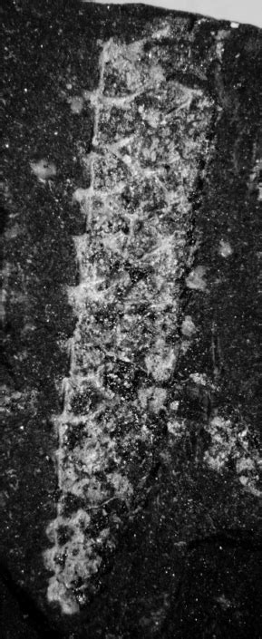 Graptolites Scottish Geology Trust