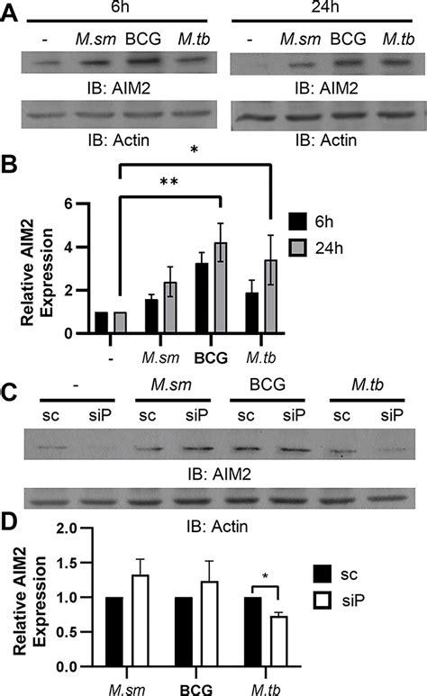 Cytosolic Receptor Aim2 Is Induced By Pparγ Following M Tuberculosis Infection Of Human