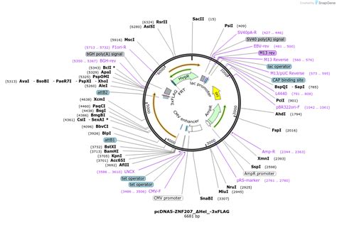 Addgene Pcdna5 Znf207∆hel 3xflag