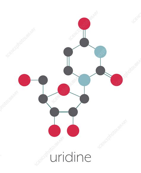 Uridine Nucleoside Molecule Illustration Stock Image F0279680 Science Photo Library