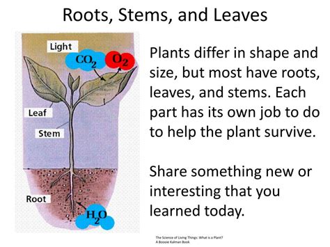 Ppt Roots Stems And Leaves Powerpoint Presentation Free Download Id2108452