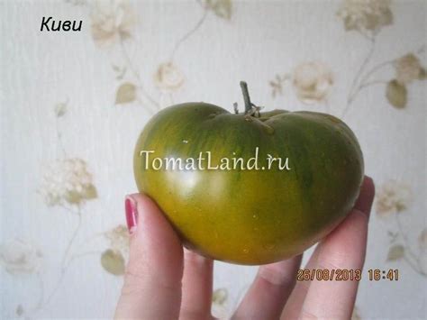 Томат Киви: описание сорта, отзывы, фото, урожайность
