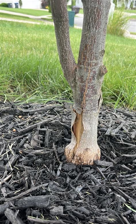 Tree Bark Split Japanese Maple Rlandscaping