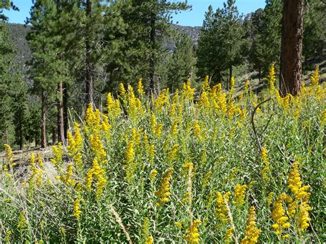 Native California Plants That Support Butterflies Native Plant Project