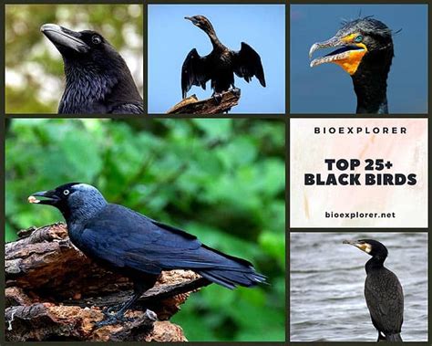Diffe Types Of Birds With Their Names