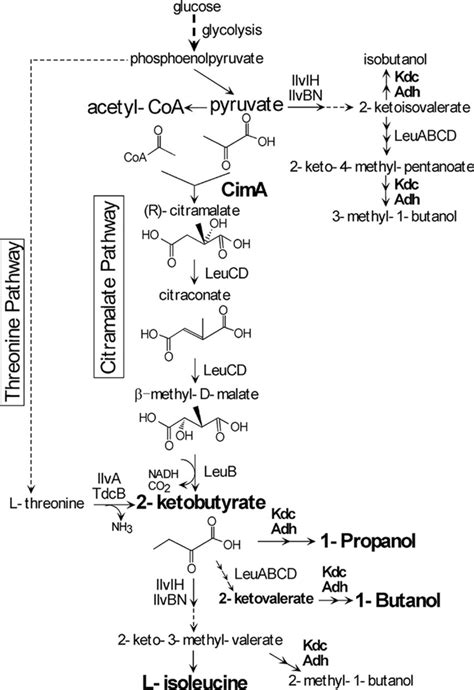Schematic Representation Of The Pathway For 1 Propanol And 1 Butanol