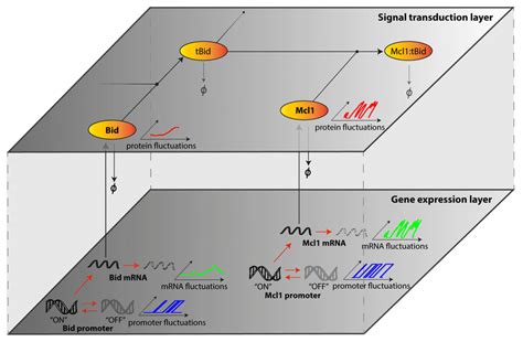 3 Accounting For Stochastic Protein Turnover In Signal Transduction