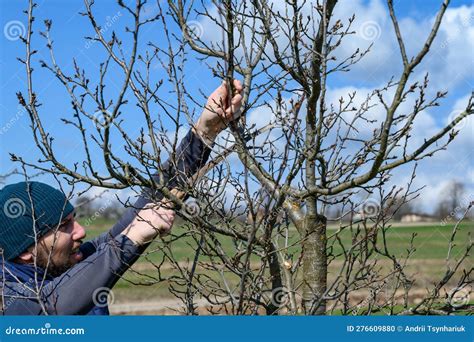 Pruning A Tree With A Hand Saw A Gardener Works In A Garden With Fruit Trees Stock Photo