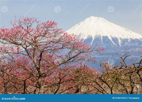 Китайские цветок сливы и гора Фудзи Стоковое Фото изображение насчитывающей весна перемещение