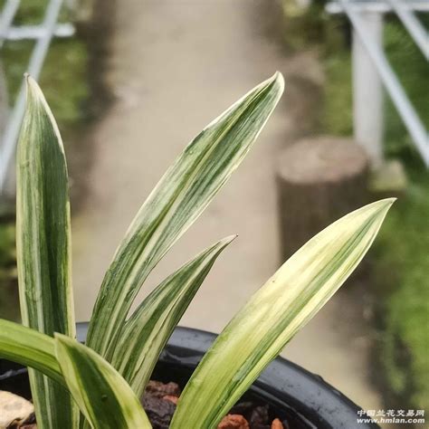 达摩锦艺 墨兰篇 兰花交易网论坛