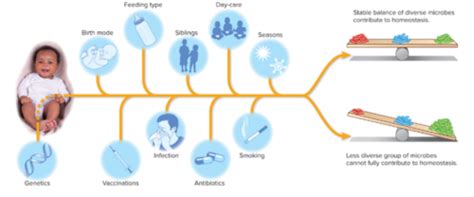 Chp 33 The Microbe Human Ecosystem Flashcards Quizlet