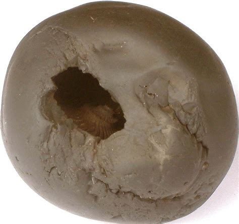 Most Auspicious Lakshmi Narayan Stone Shaligram