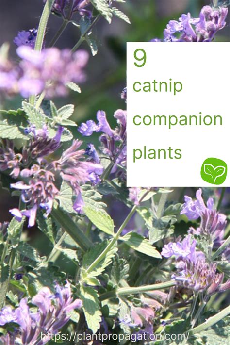 9 Catnip Companion Plants And What Should You Avoid Artofit