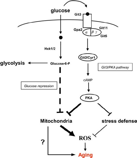 A Glucose Signaling Pathway Involved In Fission Yeast Longevity Download Scientific Diagram