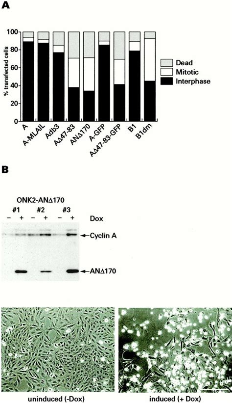 Stable Cyclin A Arrests Cells In Mitosis A Hela Cells Were