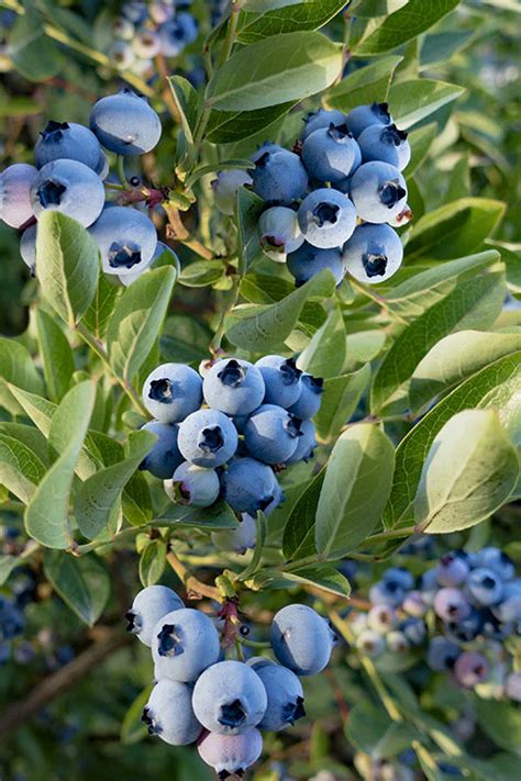 Buy Razz Blueberry Bush Free Shipping Wilson Bros Gardens 2