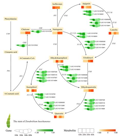 Figure 6 From Integration Of Transcriptome And Metabolome Provides New