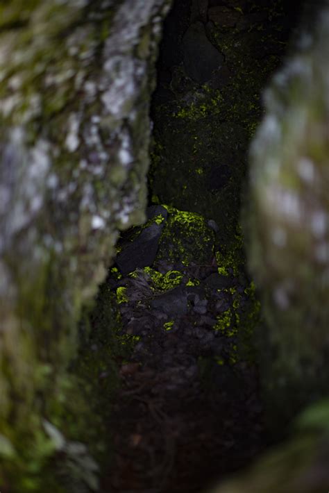 ヒカリゴケ By あっカメラ忘れた （id：9792773） 写真共有サイトphotohito