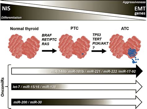 Interplay Of Tgfβ Signaling And Microrna In Thyroid Cell Loss Of