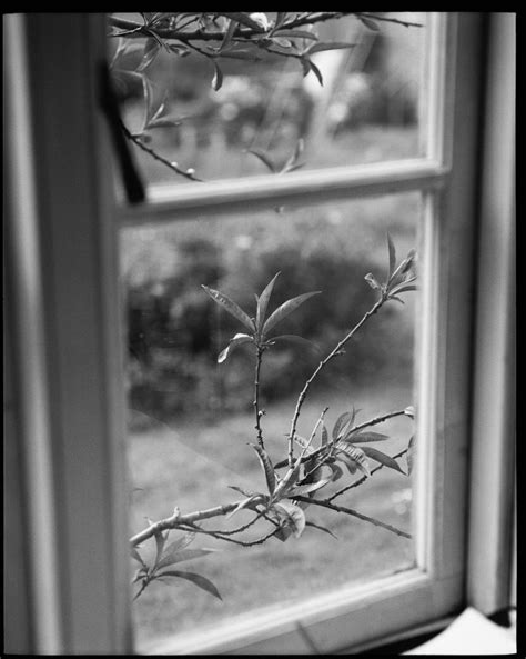 Image From Cut Flowers