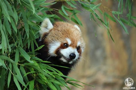 横浜の動物園まとめとブログ記事 はまこれ横浜