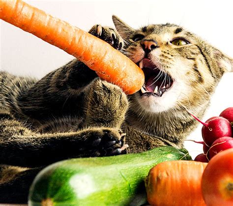 Qué Frutas Pueden Comer Los Gatos 20 Verduras Y Frutas Para Gatos