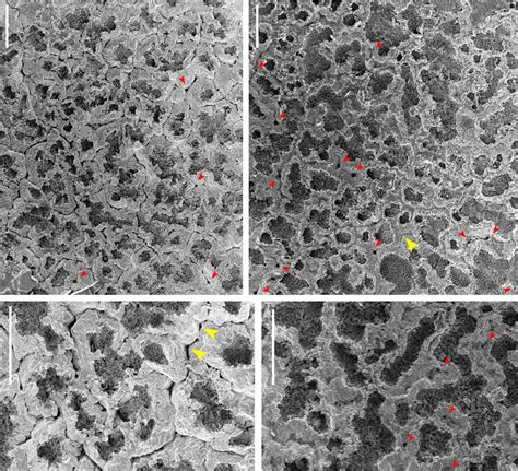 [figure 5 7] Sem Micrographs Of The Hatched Eggshell Internal Surfaces Download Scientific