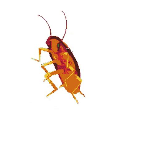 Roach Cockroach  Roach Cockroach Spinning Discover And Share S