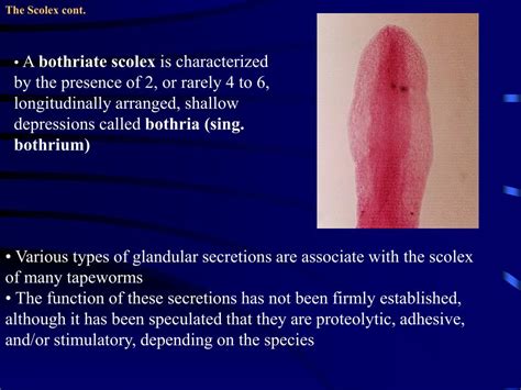 Ppt Chapter 20 Class Cestoidea Form Function And Classification Powerpoint Presentation