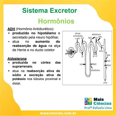 Sistema Excretor Mais Ciências Professora Rafaela Lima ciências e