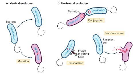 Transmission Of Antibiotic Resistance Blue Cells Antibiotic Sensitive
