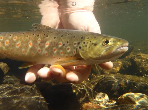 Fishing Porn