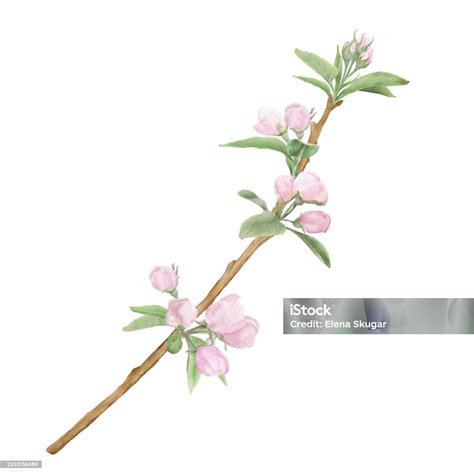 푸른 잎이 있는 사과와 벚나무의 꽃이 만발한 가지 수채화 디지털 일러스트레이션 분홍색 새싹 피는 복숭아 일본 나무 흰색 배경에 고립되어 있습니다 봄 꽃 3월에 대한 스톡