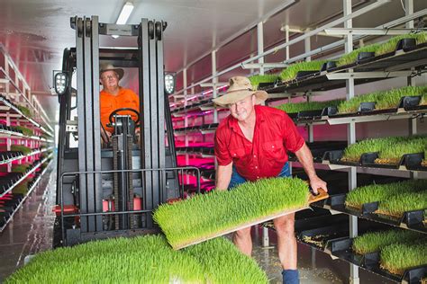 Barley Sprouts Comiskey Beef