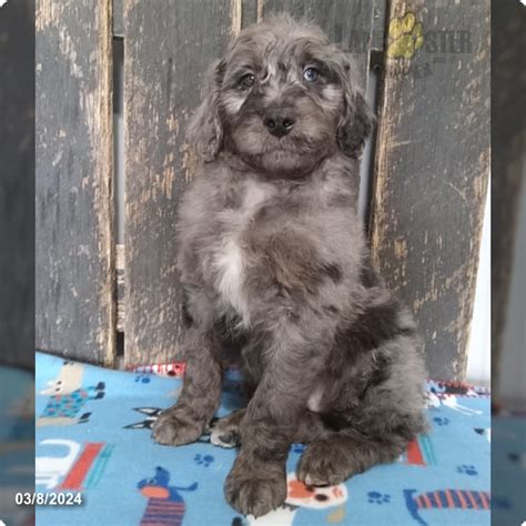 Joseph Yoder Lancaster Puppies