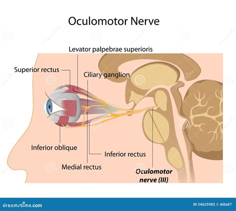 The Oculomotor Nerve Stock Vector Illustration Of Healthcare 24625982