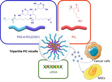 Double Hydrophilic Block Copolymers Self Assemblies In Biomedical
