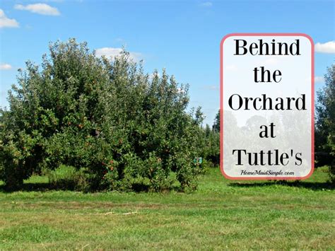 Behind The Orchard At Tuttle Orchards Home Maid Simple