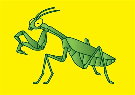 Mantis Grasshopper Side View 2417830 Vector Art At Vecteezy