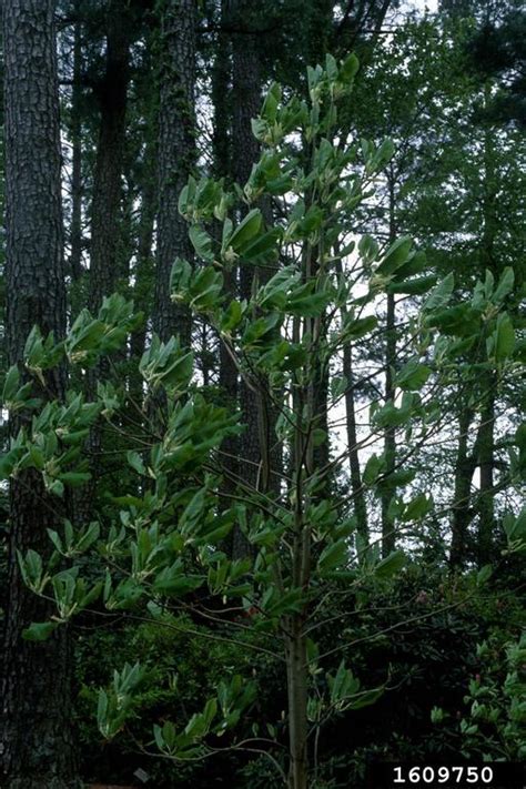 Bigleaf Magnolia Magnolia Macrophylla