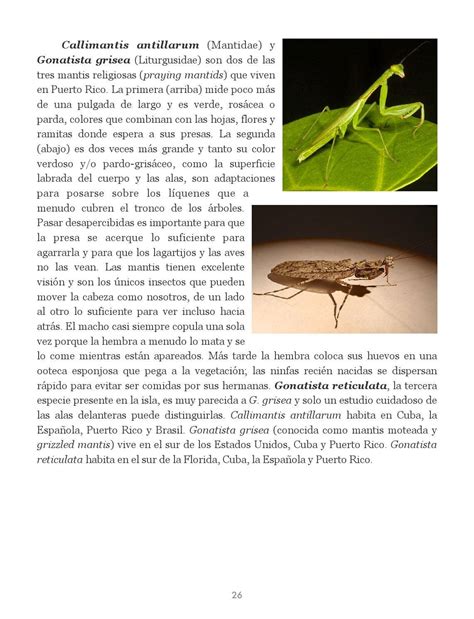 Insectos De Puerto Rico By La Colección Puertorriqueña Issuu