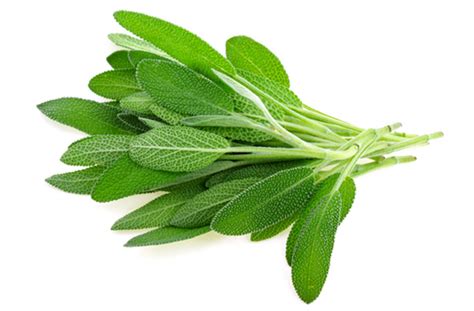 آشنایی با گیاه مریم گلی و خواص آن طبع و نحوه مصرف