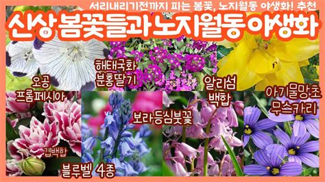 0217 99가지 다양한 봄꽃들과 화단에 심기 좋은 야생화 010 2548 7544 문자주문 전국택배🩷무스카리 겹백합 구근 키우는 방법까지 자세히 알려드릴게요
